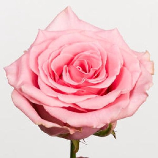 10x Rosa sophia loren 40cm | bol