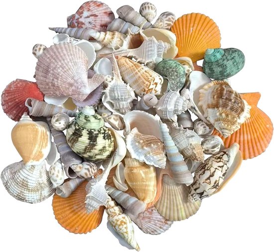 ByShane - Gemengde natuurlijke schelpen voor vazen en vistanks - Set ...