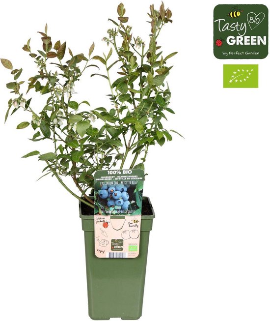 Hello Plants Vaccinium Corymbosum Brigitta Blue Blauwe Bes ...
