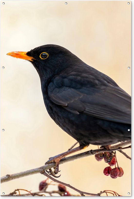 Décoration murale Merle - Vogel - Branches - Baie - Rouge - 120x180 cm ...