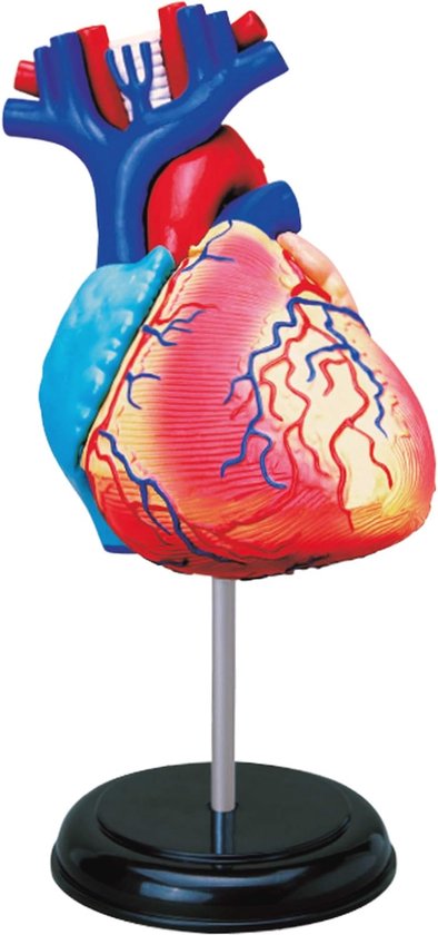 Anatomisch model van het menselijk lichaam - 31 onderdelen - Educatieve ...