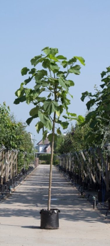 2 stuks! Anna Paulownaboom Paulownia tomentosa h 250 cm st. omtrek... | bol