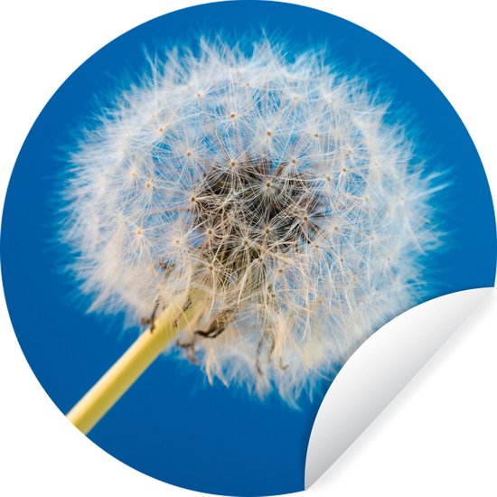 WallCircle - Muurstickers - Behangcirkel - Paardenbloem - Bloem - Terras - 30x30 cm -... | bol