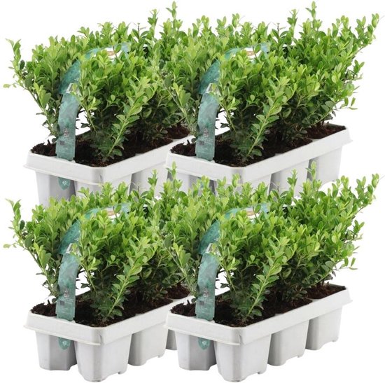 24x Ilex crenata 'Jenny' - 24 x Ø7 cm - 25 cm - 4 x 6 pack - Japanse ...