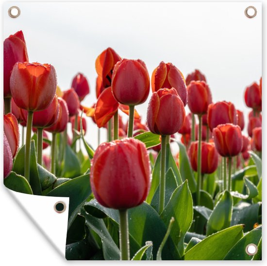 Posters de jardin Une zone avec des tulipes rouges aux Nederland ...