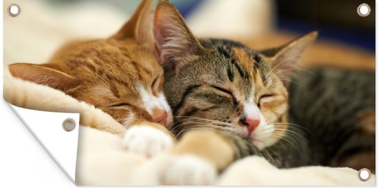Schuttingposter Katten - Slapen - Kleed - 200x100 cm - Tuindoek | bol