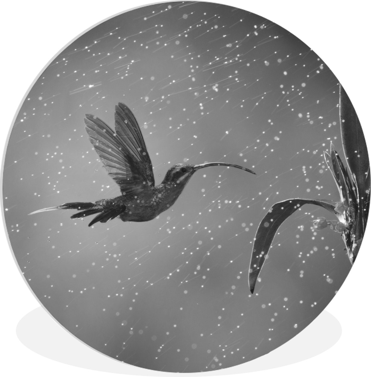 WallCircle - Wall Circle - Wall Circle Indoor - Colibri sous la pluie ...