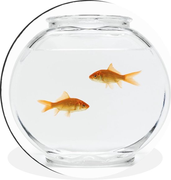Deux poissons rouges dans un bocal Cercle mural aluminium ⌀ 140 cm ...