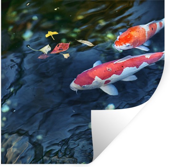Muurstickers - Sticker Folie - Vier koi karpers in een vijver - 100x100 cm - Plakfolie... | bol