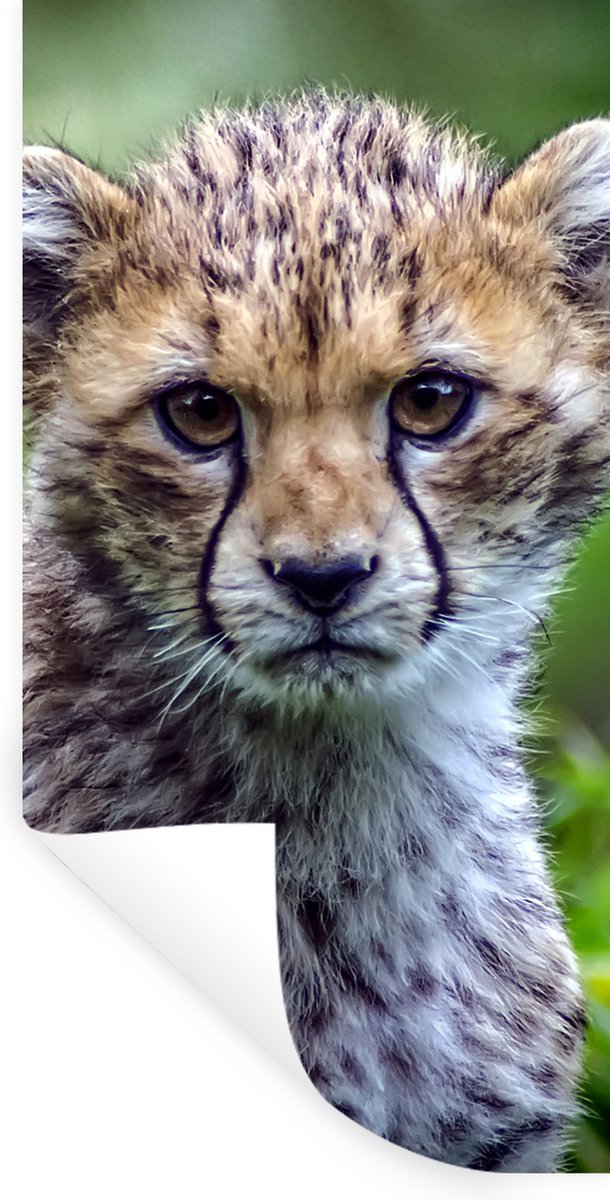 Stickers muraux - un guépard - 60x120 cm - Feuille adhésive | bol.com