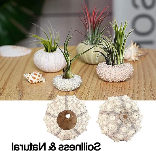 Set van 5 Decoratieve Schelp Plant Holders voor Luchtplanten en ...