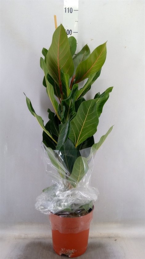 Sproution Ficus benghalensis 'Joy' - Hoogte 90cm - Potmaat 21cm ...