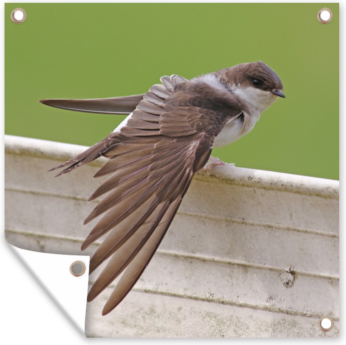 Image d'une maison brune Martin sur une clôture Poster de jardin 50x50 ...