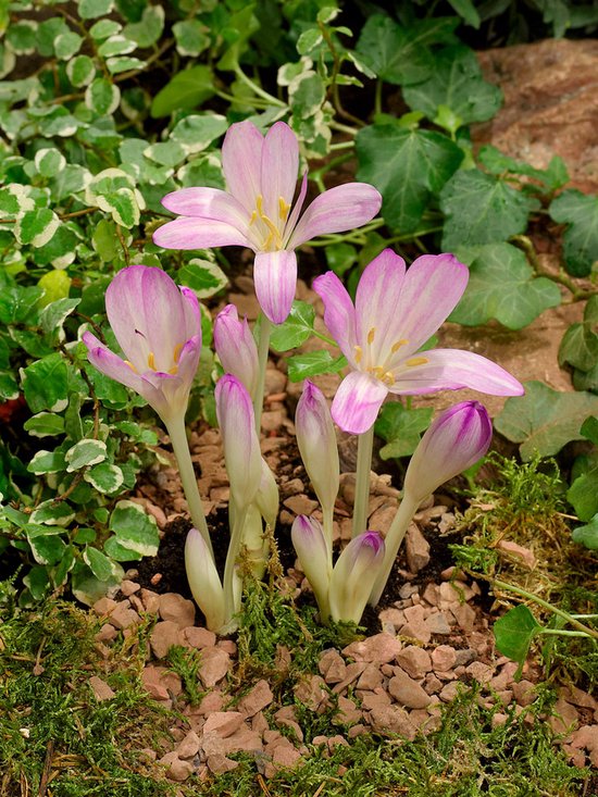 8x Herfsttijloos 'Colchicum byzantinum' - BULBi® Bloembollen met ...