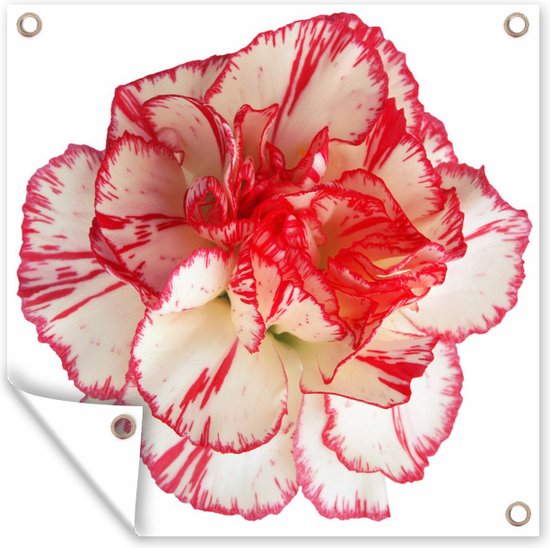 Tuin poster Close-up van een wit met rode Anjer - 200x200 cm - Tuindoek ...