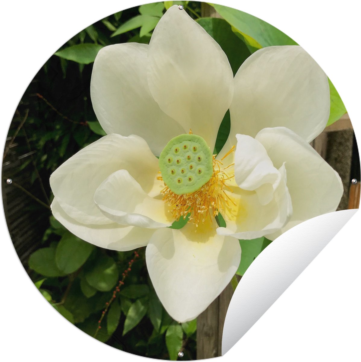 Affiche de jardin Lotus Witte - Lotus Witte dans le jardin Affiche de ...