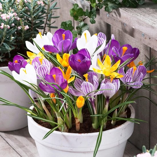 Dutch Bulbs Krokus - Crocus - Mix van 5 soorten - Bloembollen - 1000 ...