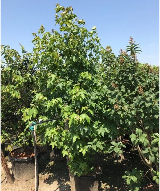 Amberboom solitair | Liquidambar styraciflua | Bomenbezorgd.nl | bol