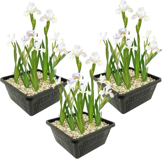 vdvelde.com - Witte Lis - 12 stuks - 3 Vijvermanden - Iris Kaempferi ...