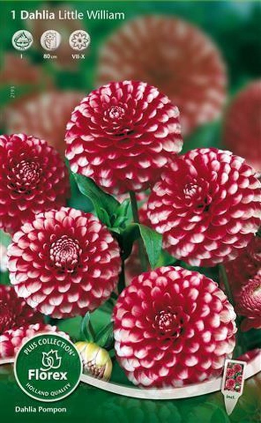 Dahlia Pompon Bloembol - Little William - Rood/Wit | bol.com