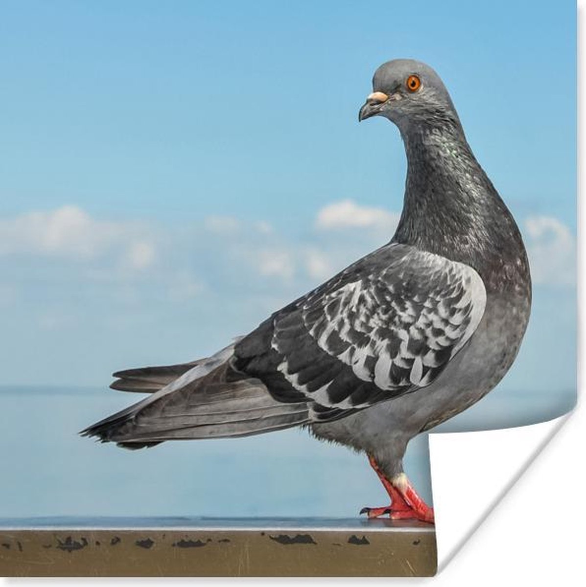Un beau pigeon assis sur un mur au bord de la mer affiche 100x100 cm ...