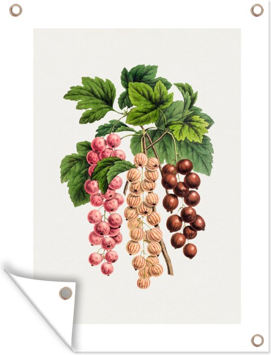 Bessen - Vintage - Fruit | bol.com