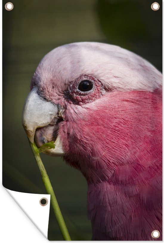 Muurdecoratie Roze kaketoe - 120x180 cm - Tuinposter - Tuindoek | bol.com