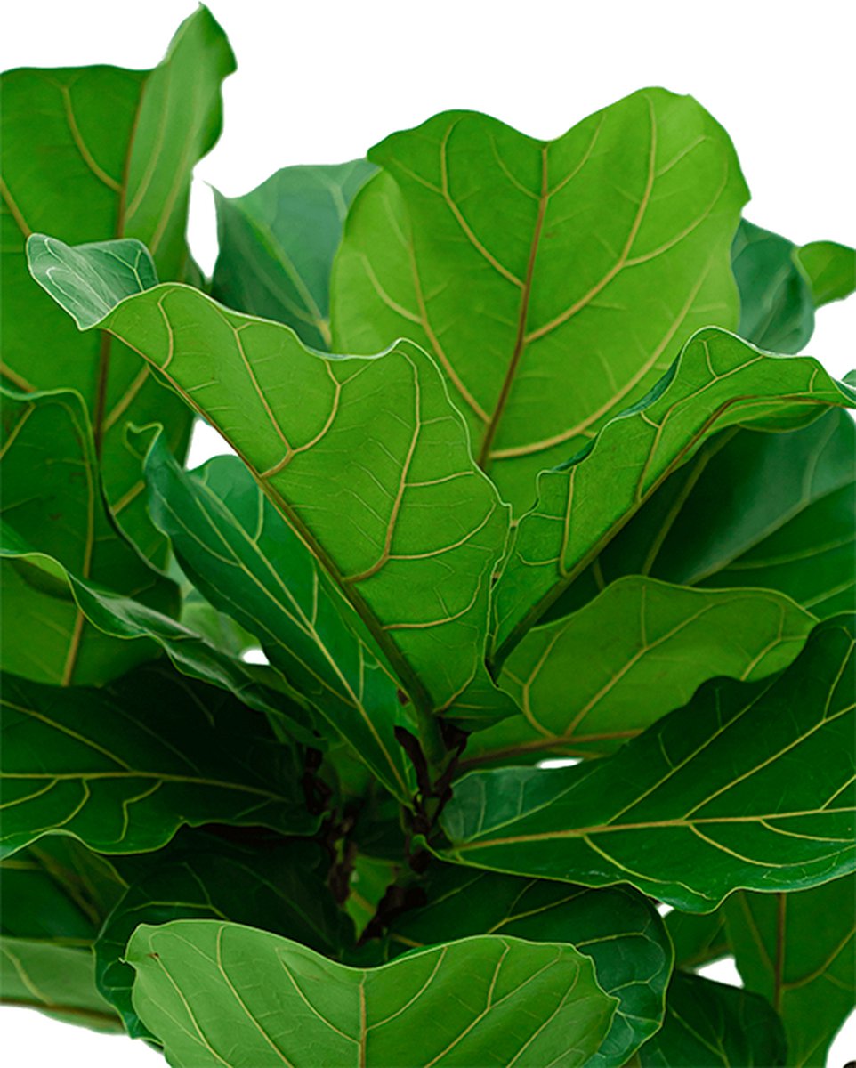 Ficus Lyrata struik | Vioolbladplant / Tabaksplant | bol.com