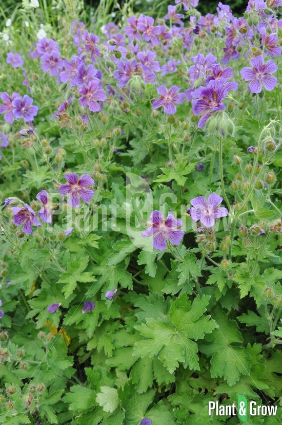 6x Ooievaarsbek / Geranium magnificum | Meerjarige/Vaste planten ...