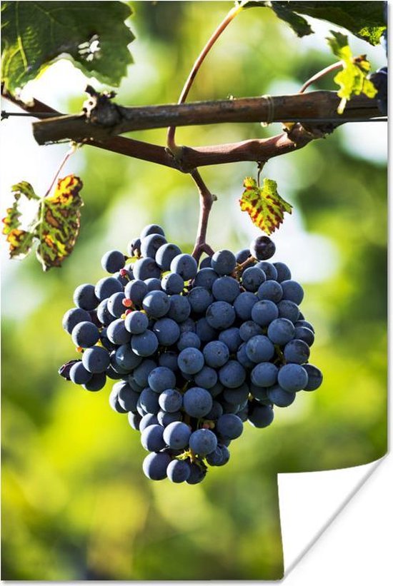 Grappe solitaire de raisins violets en Italie Poster 80x120 cm - Tirage ...