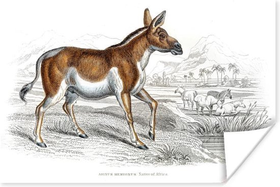 Illustration couleur d'un poster Quagga 90x60 cm - Tirage photo sur ...