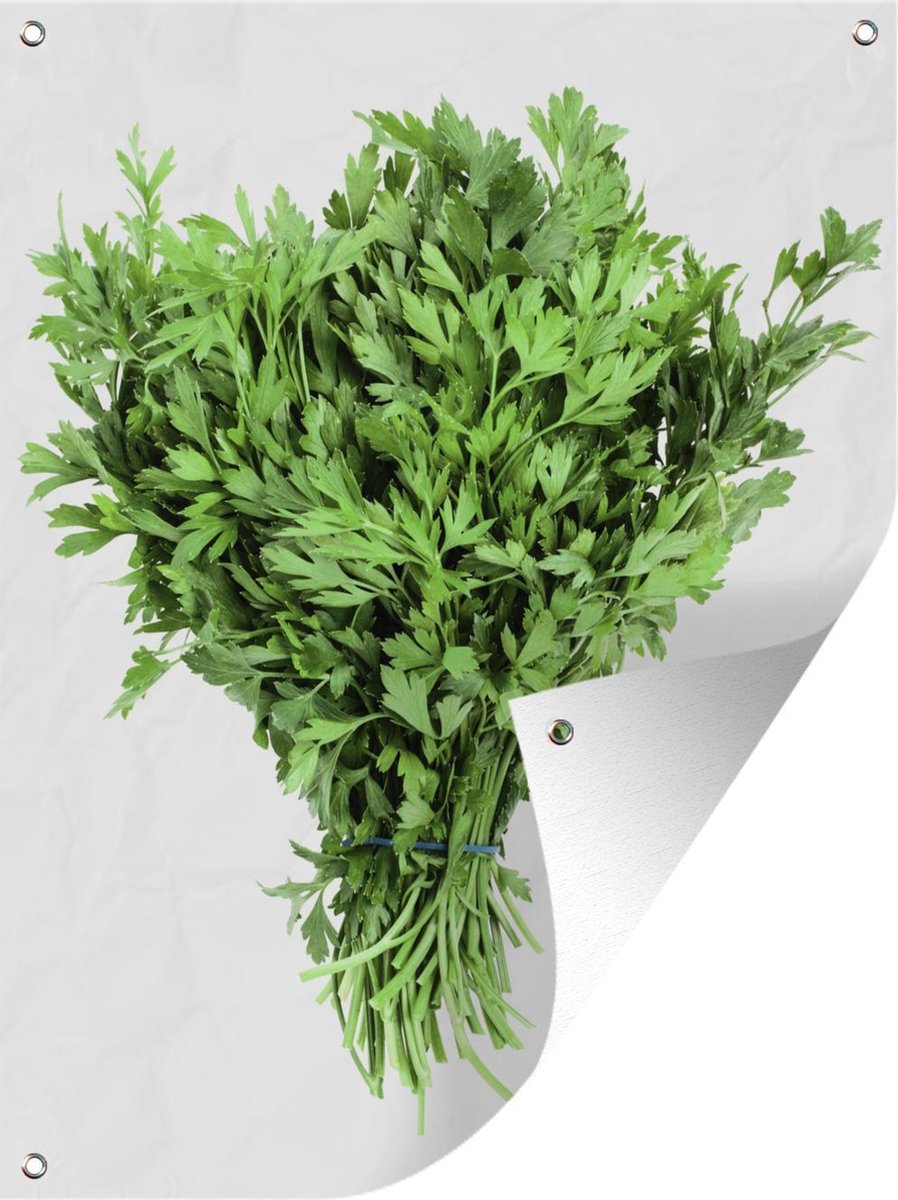 Bouquet de persil fraîchement coupé Affiche de jardin 120x160 cm ...
