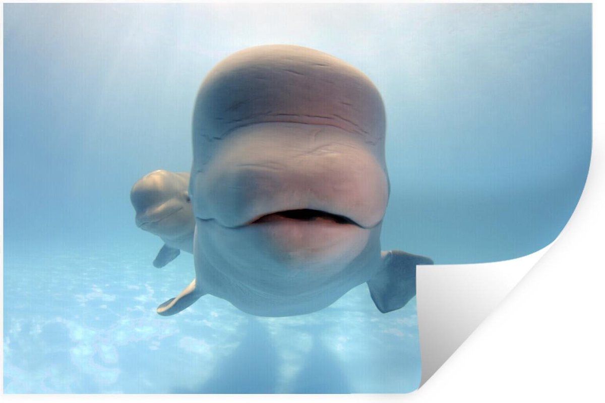 bol.com | Muursticker Witte dolfijn -Witte dolfijn met zonnestralen ...