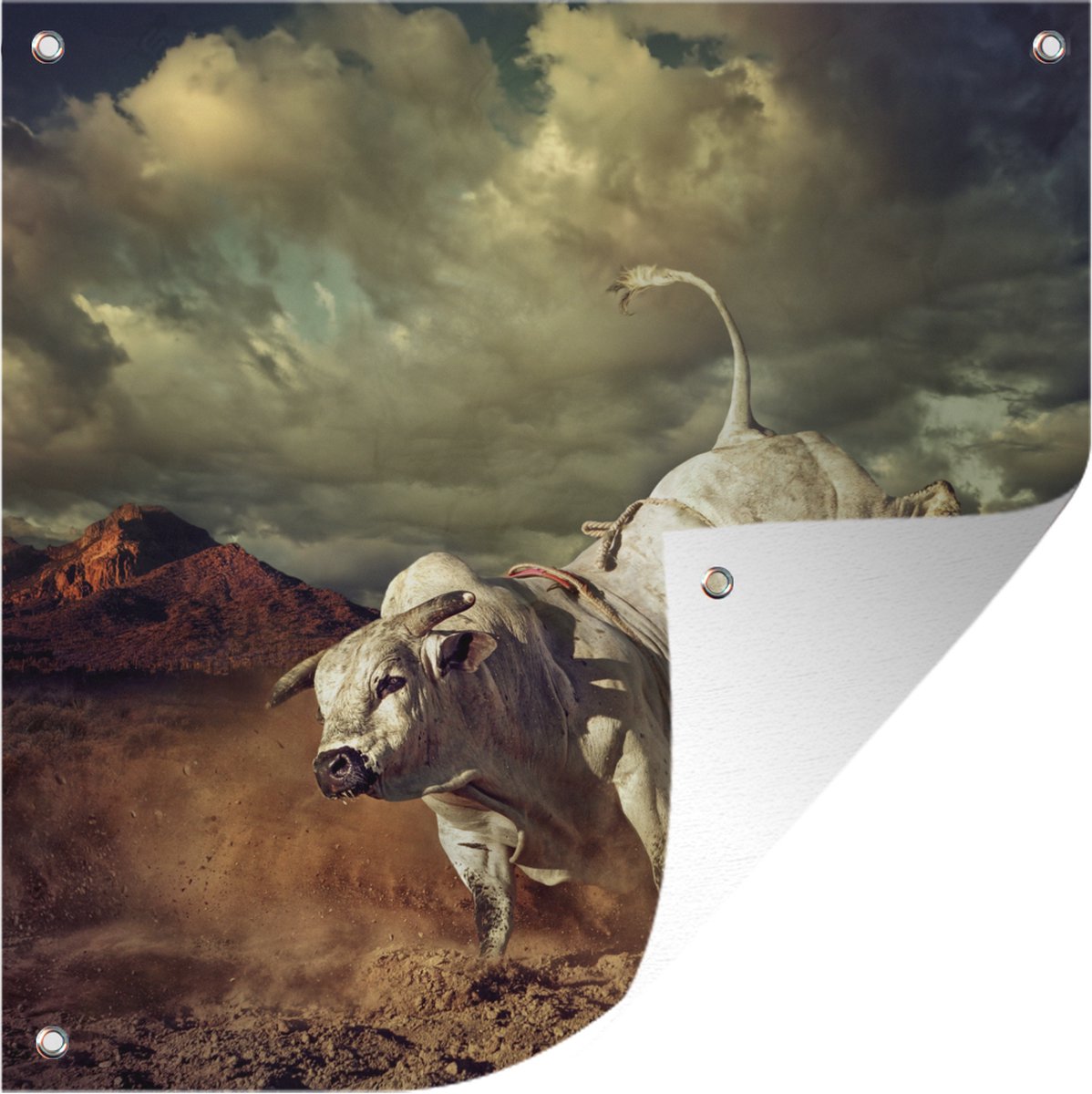 Tuindoek Een schoppende, witte stier in een woestijn - 100x100 cm | bol.com
