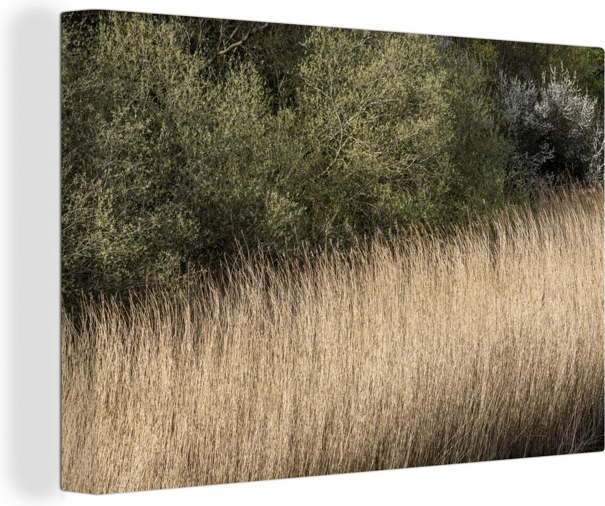 Canvas Schilderij Grote hoeveelheid riet - 150x100 cm - Wanddecoratie ...