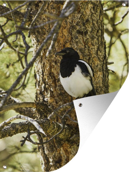 Pie assise sur une branche d'un bel arbre Affiche de jardin 60x80 cm ...