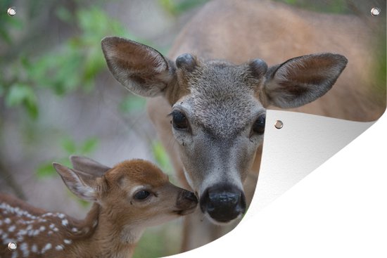 Tuinposters buiten Teder moment tussen jong hert en zijn moeder in ...