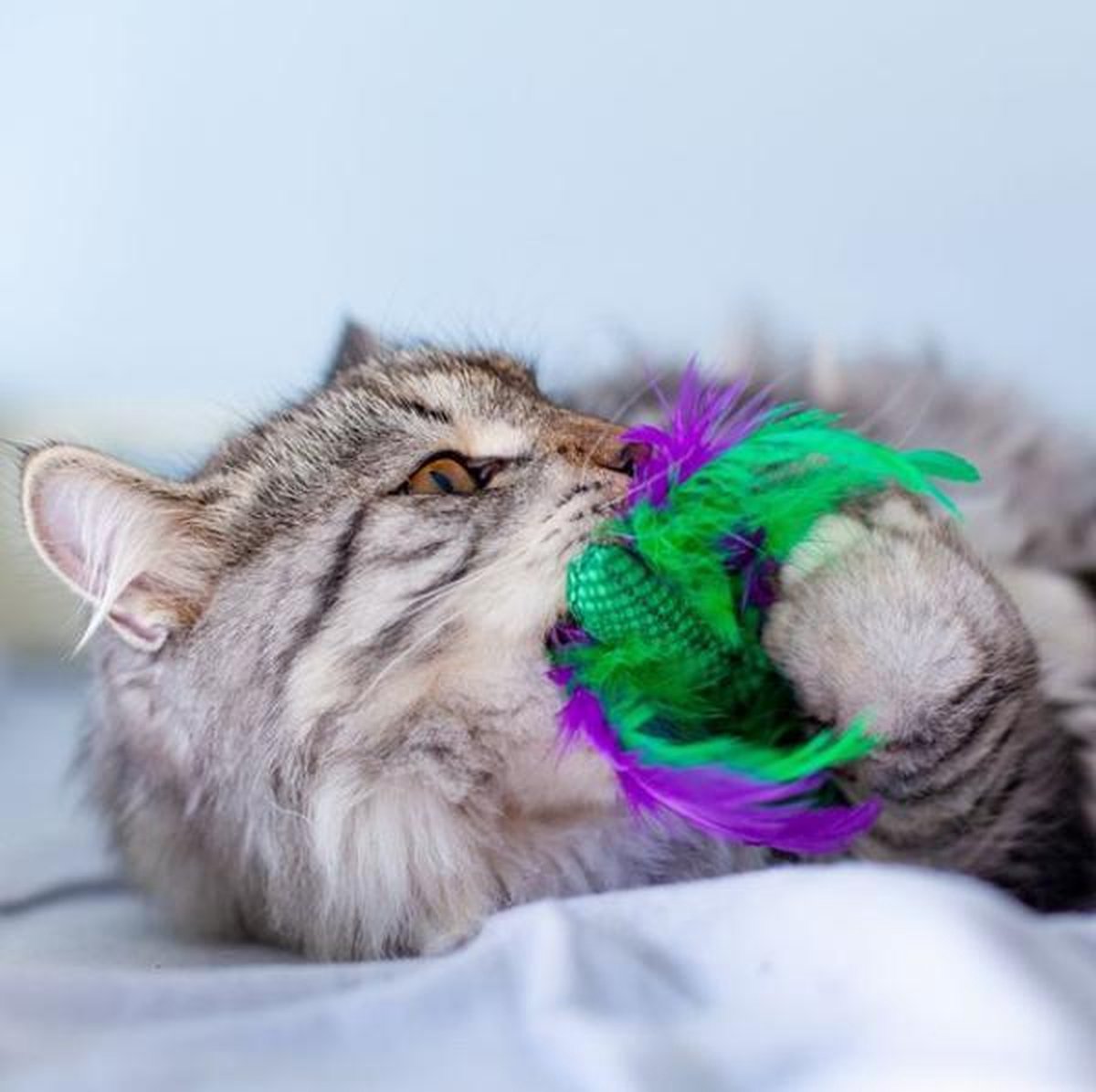 Speelgoed met Catnip voor Katten - Krazy Kale - Gebitsverzorgend ...