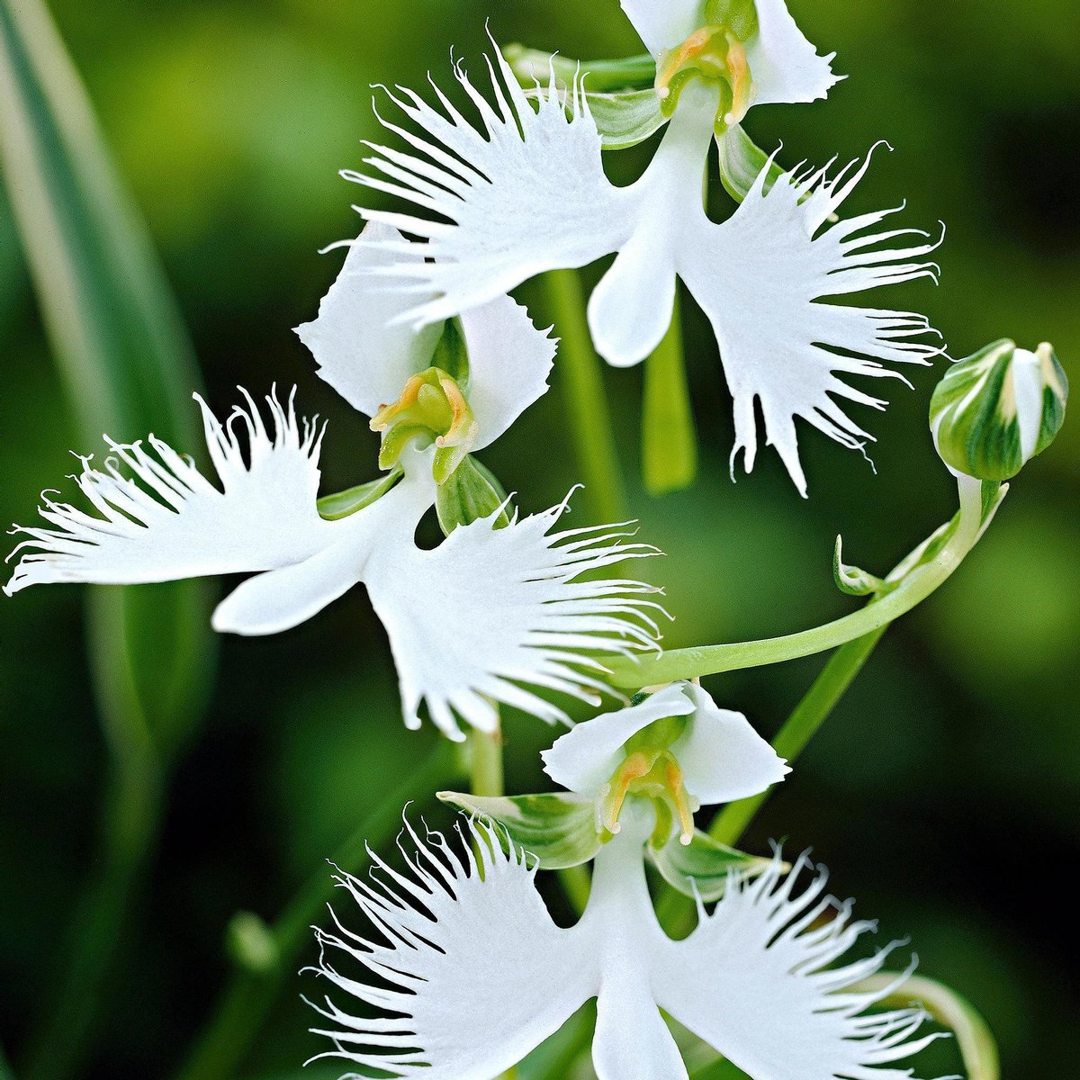3x Habenaria radiata - Witte reigerorchidee - Winterharde bloembollen ...