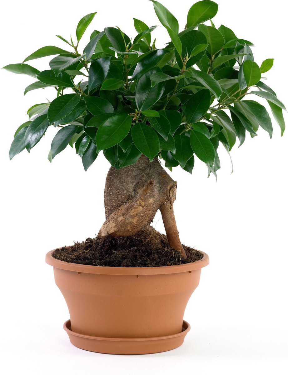 Bonsai boompje | Ficus 'Ginseng' per stuk – Kamerplant in kwekerspot ...