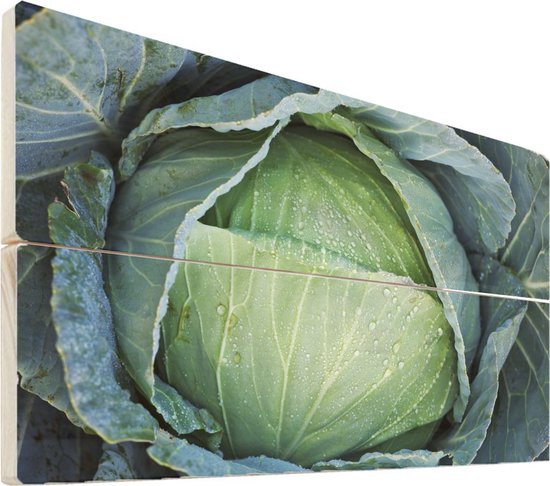 Groene kool op hout - 30x20 - In elkaar gevouwen bladeren van een ...