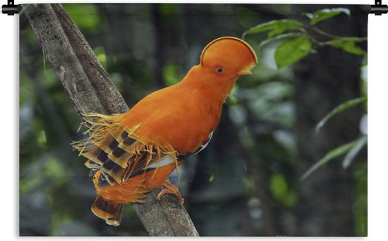 Wandkleed Oranje Rotshaan - Een oranje rotshaan zit op een tak in de ...