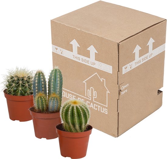 Botanicly — Cactus Mix 3 Planten | Hoogte 18cm | Klassieke Mix van 3 Verschillende... | bol