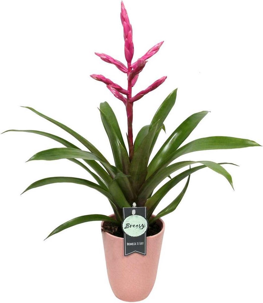 Breasy® - Bromeliad Guzmania Claire Pink - Tube Bromelia - Plante d ...