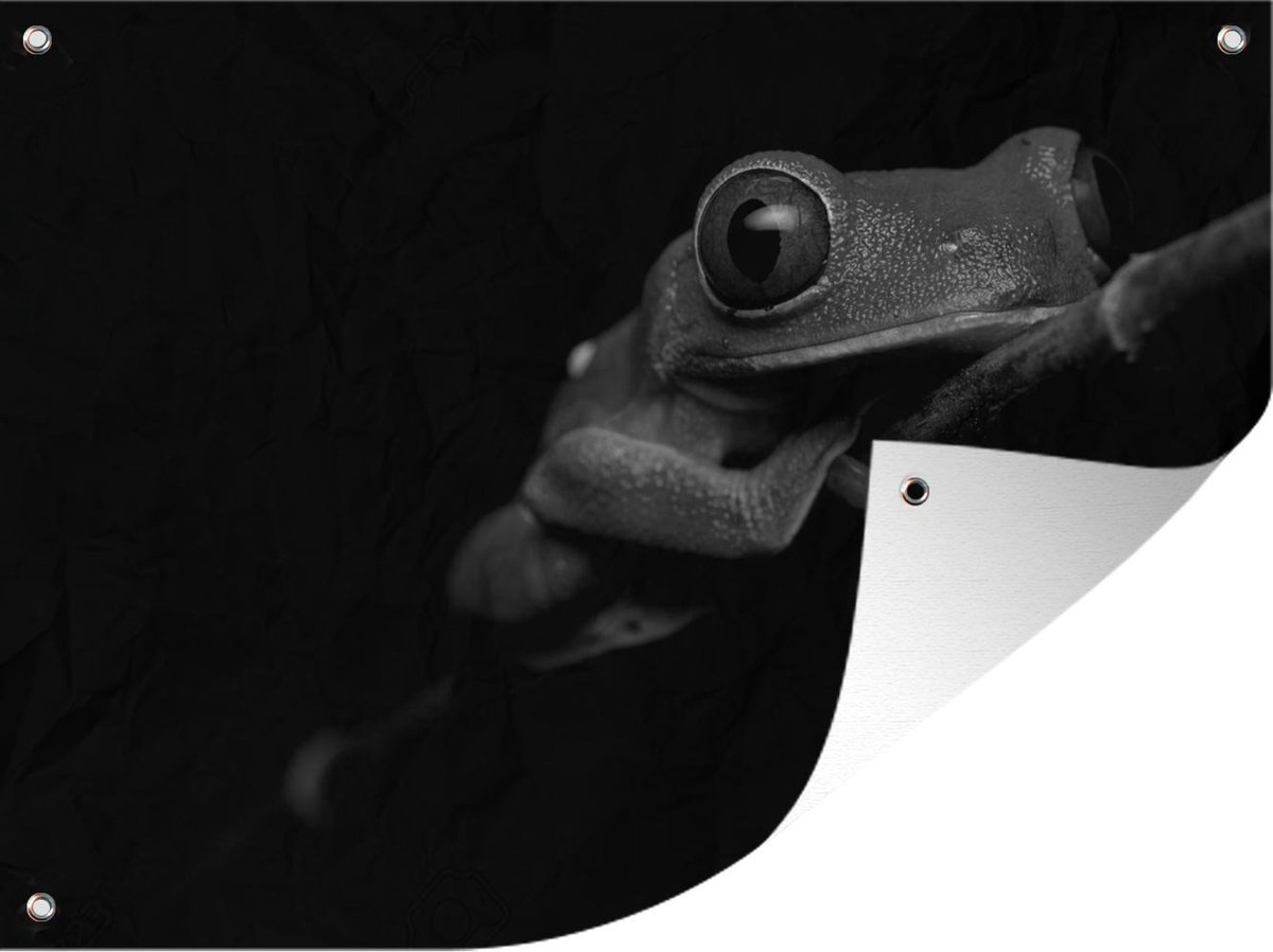 Décoration murale' extérieur Grenouille aux yeux rouges sur fond noir ...