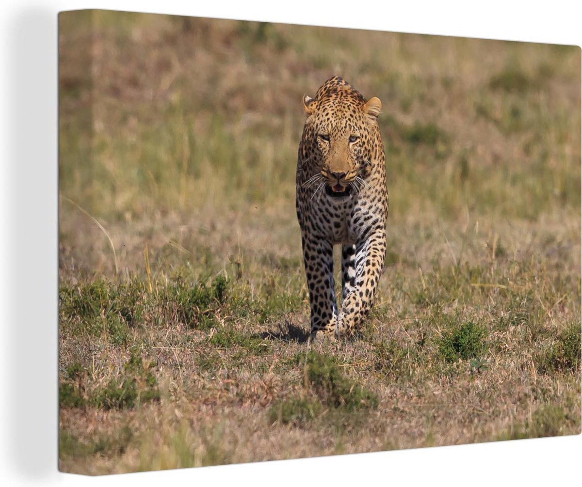 Tableau sur Toile Panthère - Savane - Chasse - 90x60 cm - Décoration ...