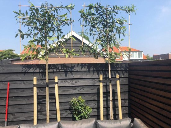 Leilaurier | Leilaurierkers | Stamomtrek: 8-10 cm | Stamhoogte: 120 cm ...