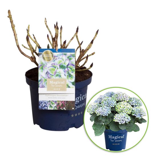 Hydrangea Magical 'Revolution Blue'- Hortensia blauw - Struik - ↑ 25 ...