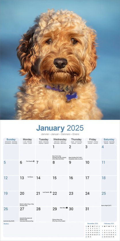Cockapoo Kalender 2025 | bol