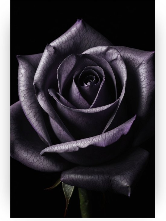 Paarse roos poster - Woonkamer poster - Wanddecoratie kantoor ...